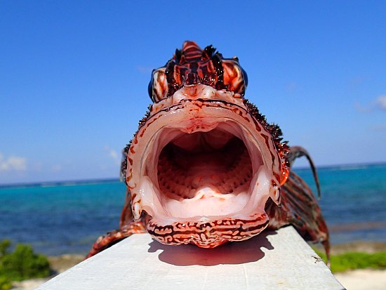 Invasive Lionfish Is Ridding The Caribbean Of One Of Its Newest Species ...