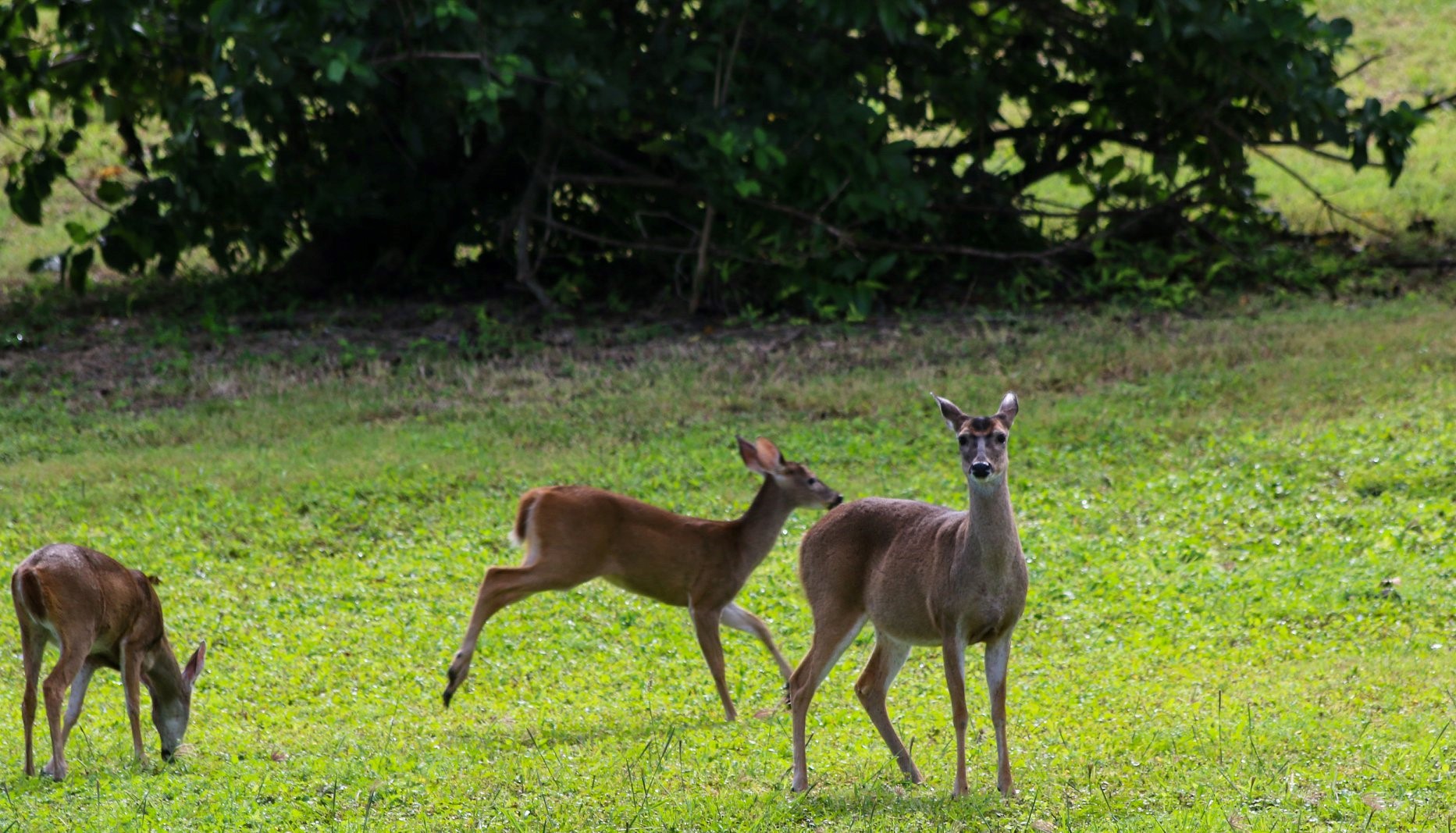 DPNR Sets Up Permitting So Hunters Can Begin Culling Local Deer ...