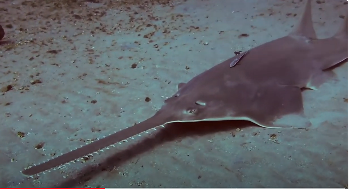 A very rare fish is dying in the Florida Keys. Scientists are ...