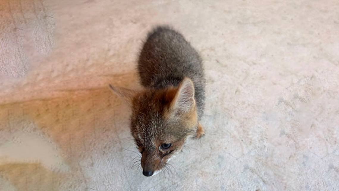 At-risk baby fox — an ‘opportunistic’ eater — wanders into home in Peru ...